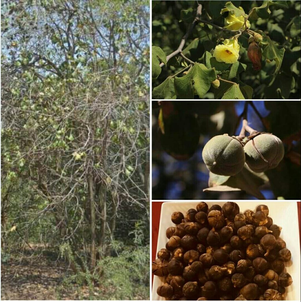 Side Effects and Health Benefits of Goron Tula (Azanza garckeana ...