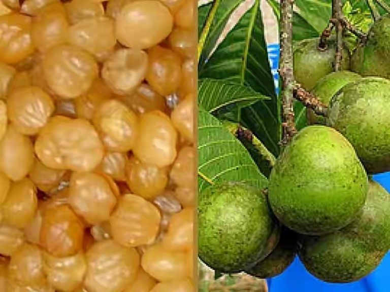Amazing Health Benefits of Akpi/Okhuen/Njangsa (Ricinodendron ...