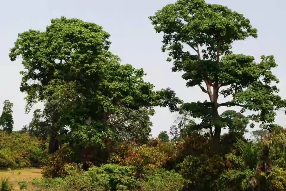 Amazing Health Benefits of Akpi/Okhuen/Njangsa (Ricinodendron ...