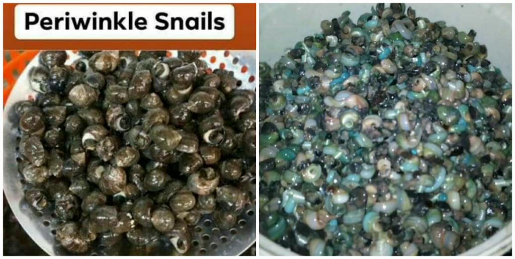 Amazing Health benefits of (Nigerian) Periwinkle Snail (Periwinkle ...