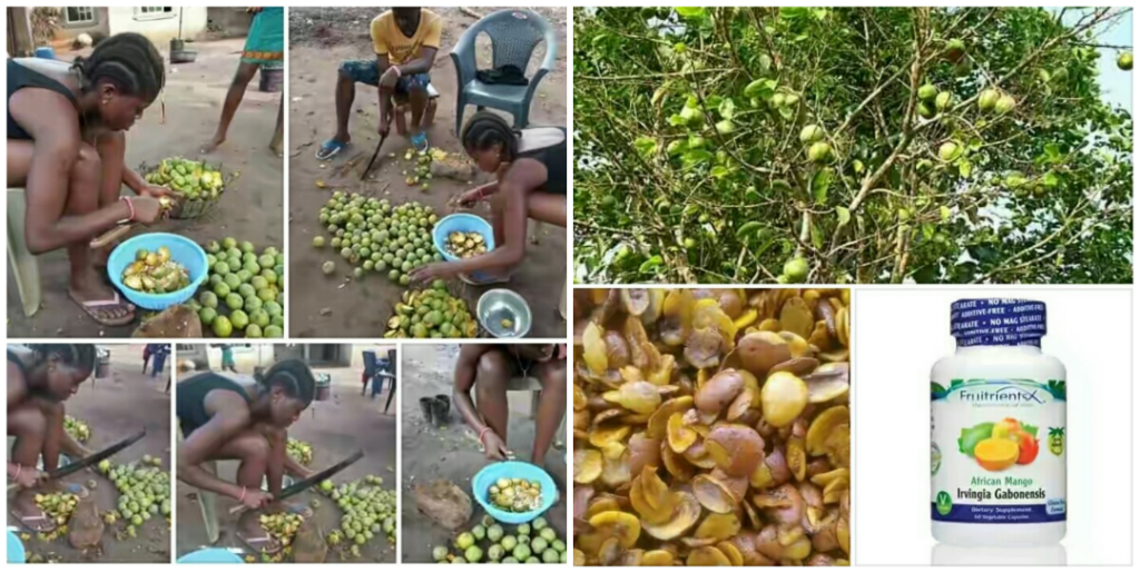 Health Benefits of African Mango |Wild Mango| Ugiri Fruit|Ogbono fruit ...