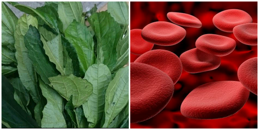 Nigerian Leaves that Gives Blood: What are the blood tonic leaves in ...