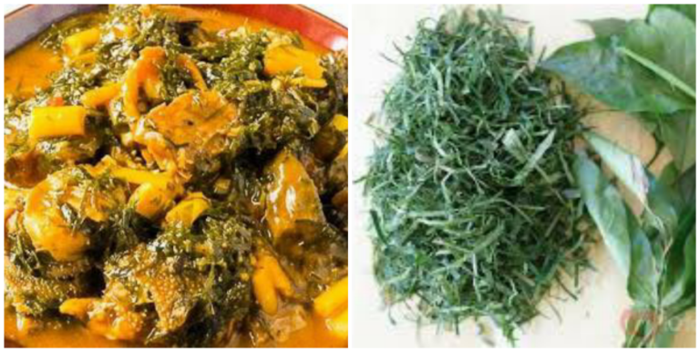 Amazing Health benefits of Eru Leaves and Seeds - Nigerian Health Blog