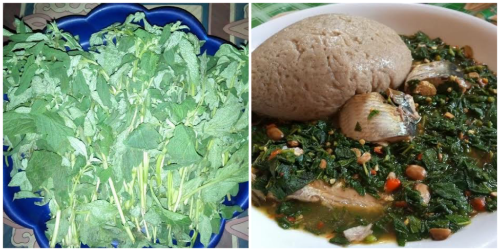 Karkashi: Health Benefits, Soup, Miyan Karkashi, English Name, Recipes ...