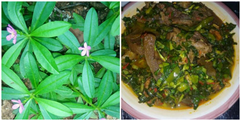 Side Effects & Health benefits of Waterleaf (Soup + Juice) - Waterleaf ...