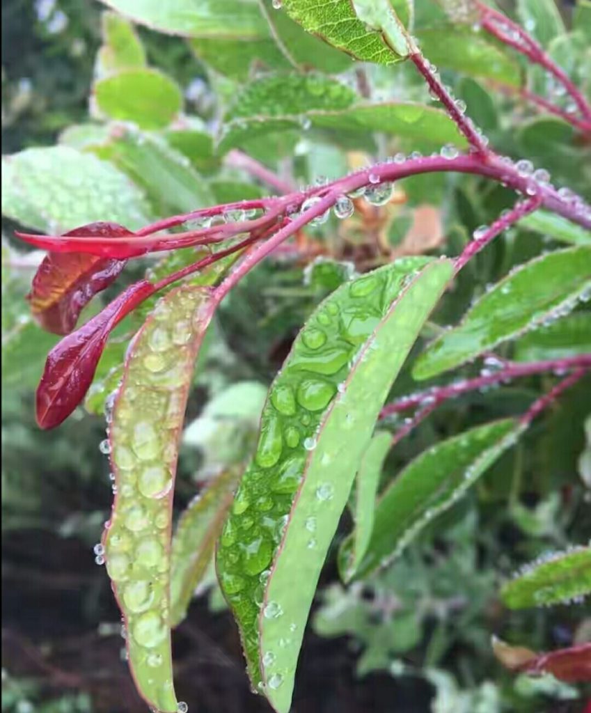 Miracle Leaf: Medicinal Uses & Health Benefits of Leaf of Life plant ...