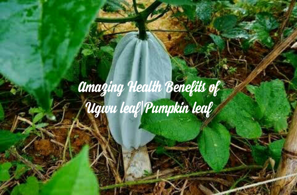 Health benefits of Ugwu leaf |Ugwu leaf juice|pumpkin leaf - Nigerian ...
