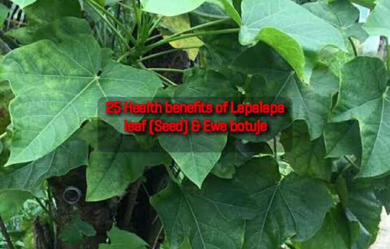 25 Health benefits of Lapalapa leaf (Seed) & Ewe botuje - Nigerian ...