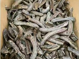 Bagaruwa and fertility: Does bagaruwa boost fertility? - Nigerian ...