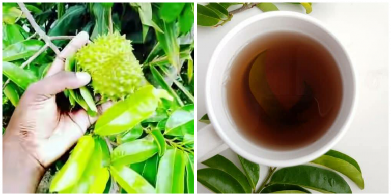 15 health benefits of soursop leaves tea - Nigerian Health Blog