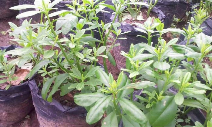 Bokoboko leaves benefits (Bokoboko leaves in Ghana = Waterleaf ...