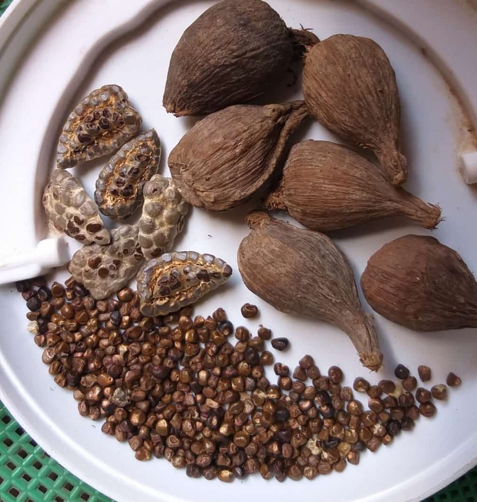 What are the benefits of alligator pepper? (See the uses of alligator ...