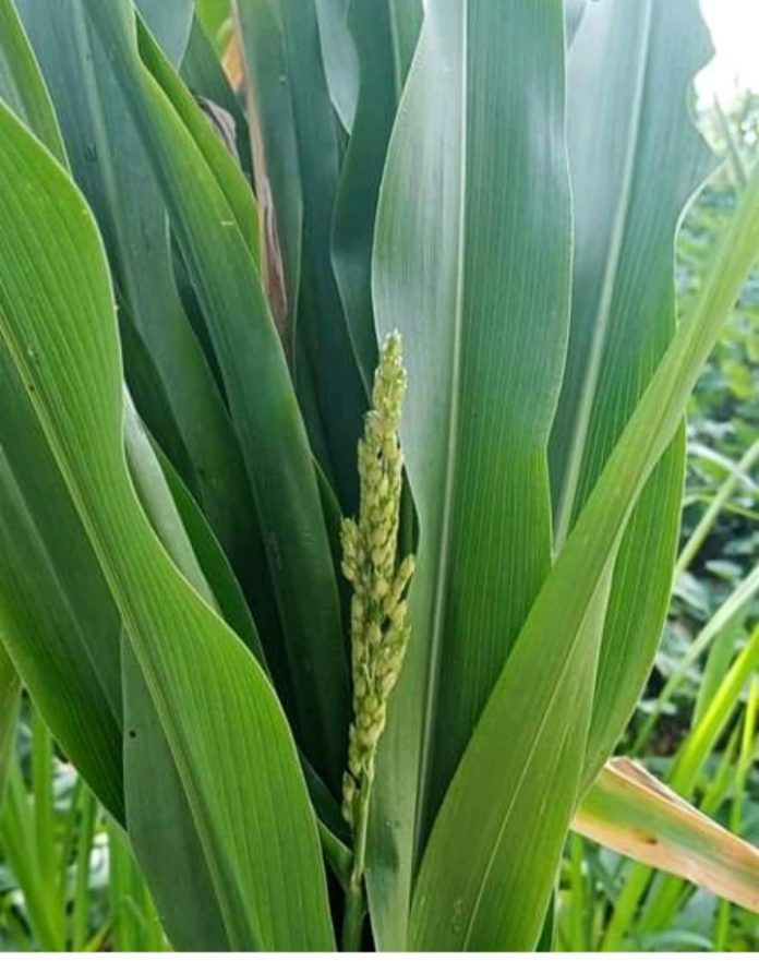 9 Health benefits of sorghum (bicolor) leaves (Poroporo Leaves ...