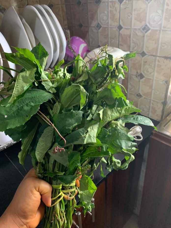 50 health benefits of ugu leaf ( Pumpkin Leaves) - Nigerian Health Blog